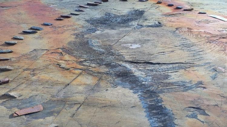 Fóssil intacto de dino grávida é achado em geleira na Patagônia; veja