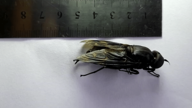 Mosca gigante e com potencial de virar praga é achado em SP; veja