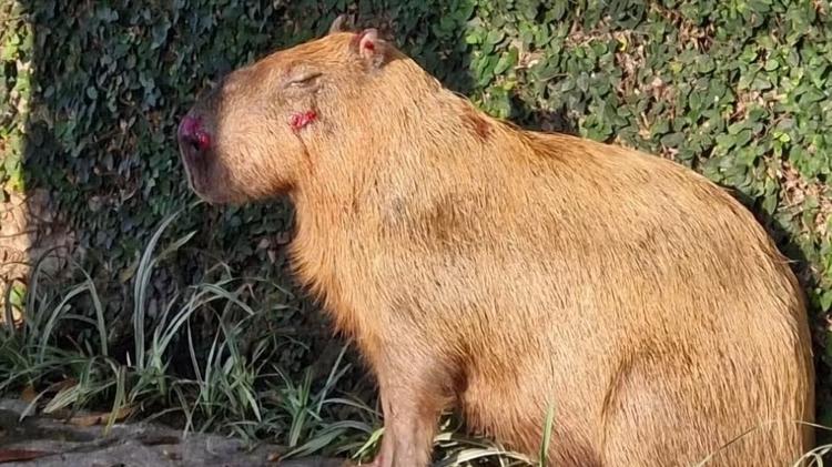 Capivara agredida no RJ melhora, mas ainda corre riscos
