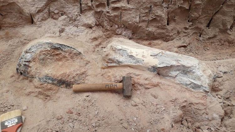 Fósseis de dinossauro são encontrados por acaso em rodovia de SP