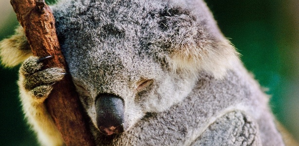 Coalas enfrentam doenças e risco de extinção na Austrália - 08/06/2016 ...