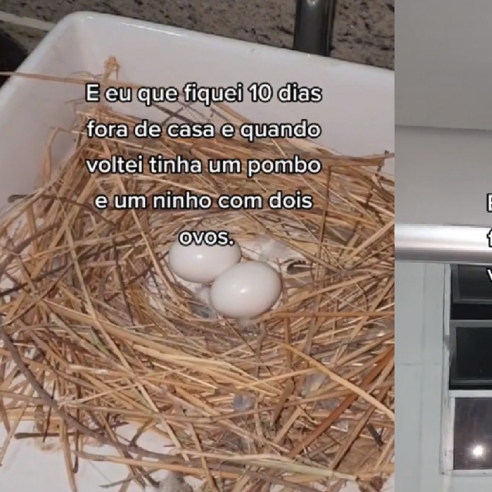 Imagens De Ninho De Pombo NINHO DA ASA BRANCA