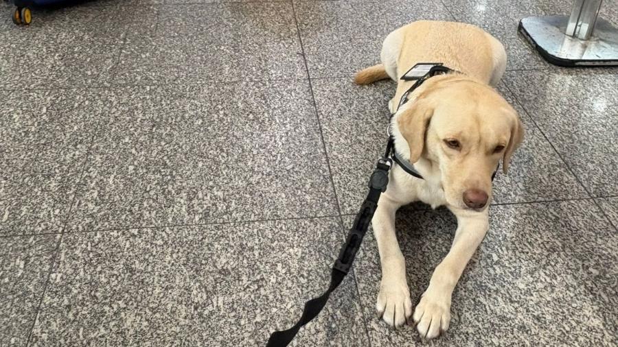 TAP tem autonomia para decidir sobre transporte de animais, diz Anac