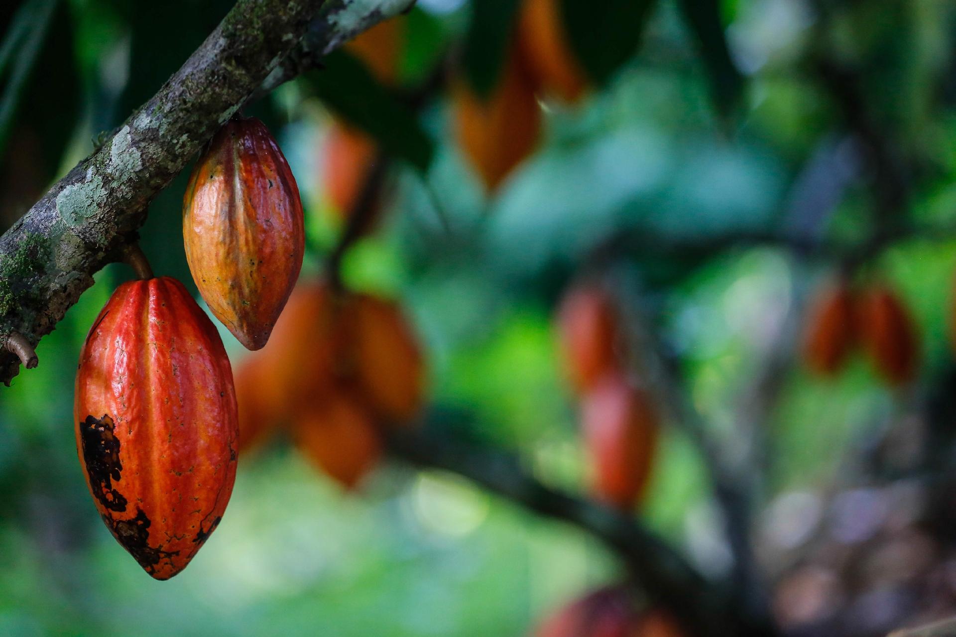 Fotos: A produção de cacau em Coaraci, na Bahia - 26/12/2019 - BOL BOL