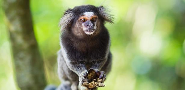 Mulher tem náusea e descobre que contraiu raiva após mordida de sagui