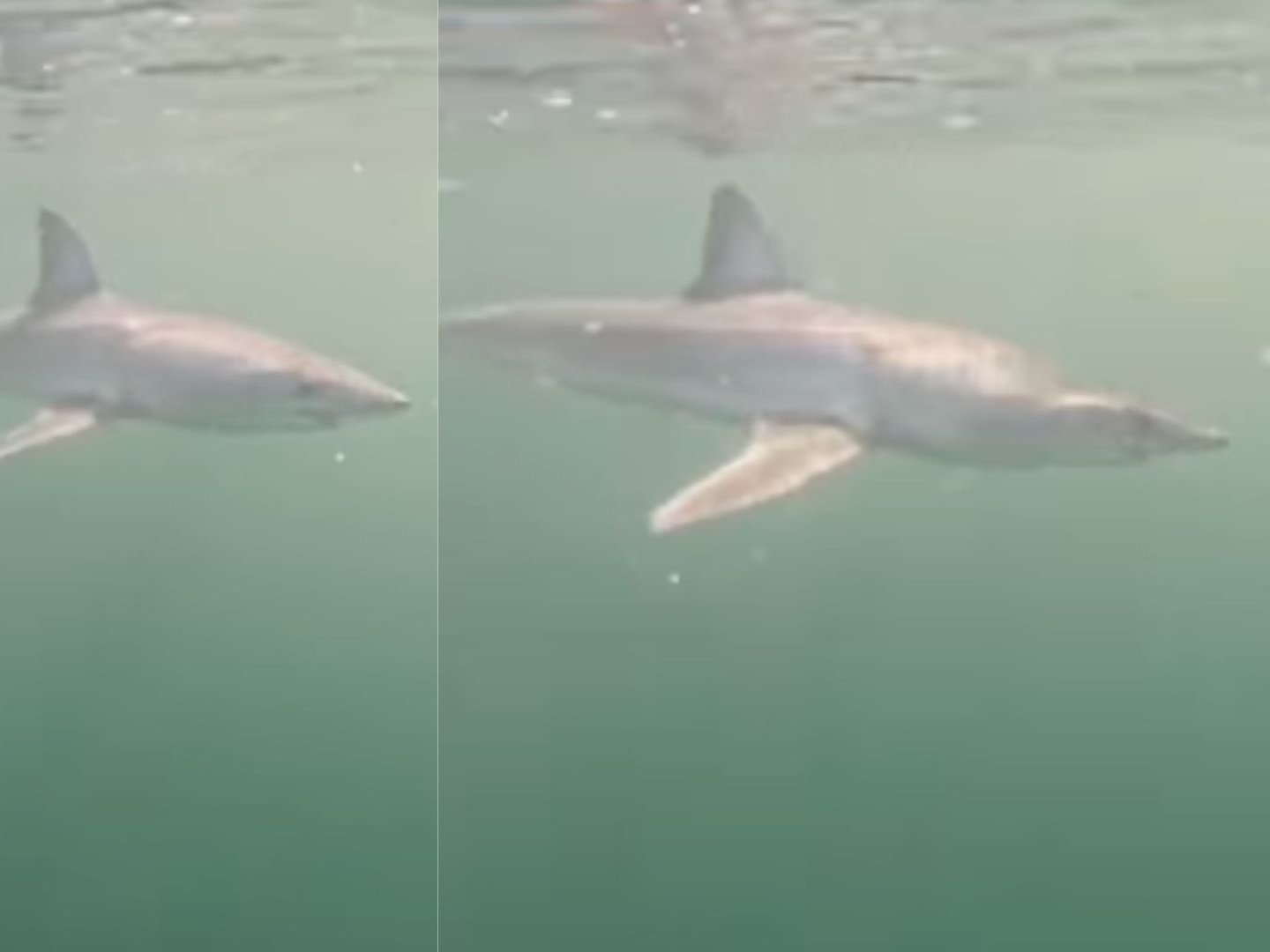 Tubarao Do Rio Irrawaddy Irrawaddy Wikipedia