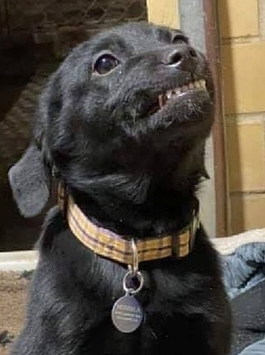 Dentes De Sorriso De Cachorro Alguém Ficou Sem Dentes: Cachorro Se