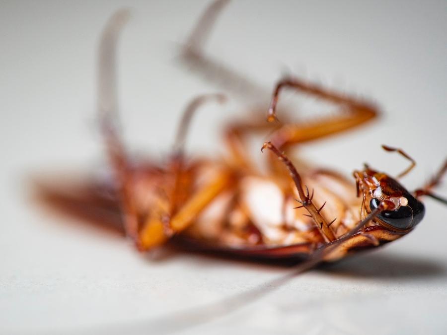 Lista dos '4 As': as práticas comprovadas para afastar baratas de sua casa