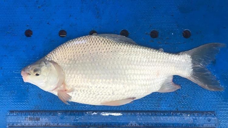 Com peixes em extinção, São Francisco terá berçário para repovoar rio