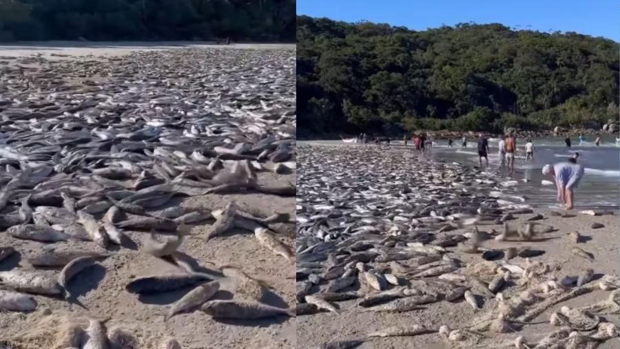 Pescadores capturam mais de 11 mil tainhas após noite inteira no mar em SC