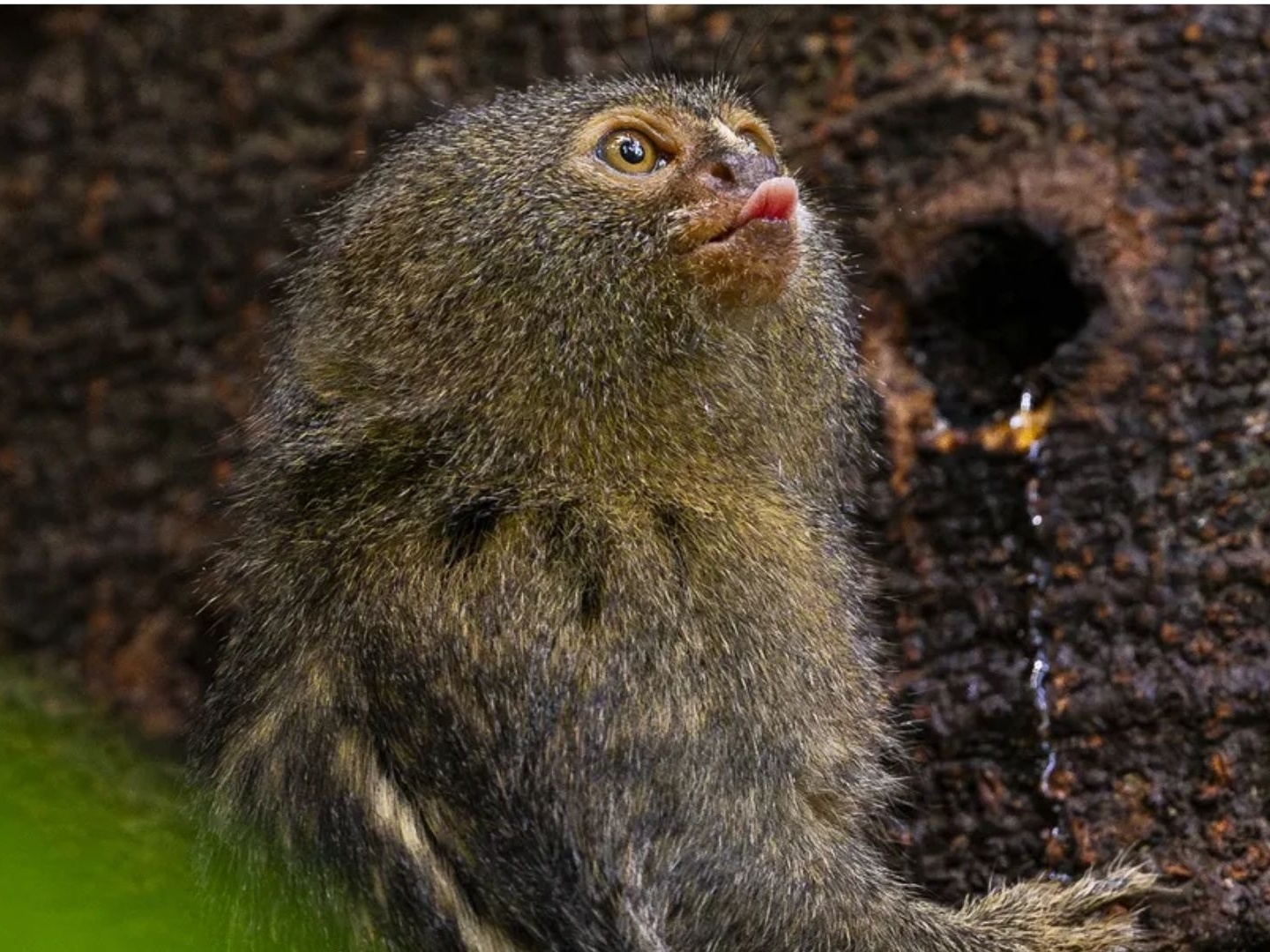 Animal De Estimacao Macaco Sagui Comum O Sagüi Pigmeu, Também