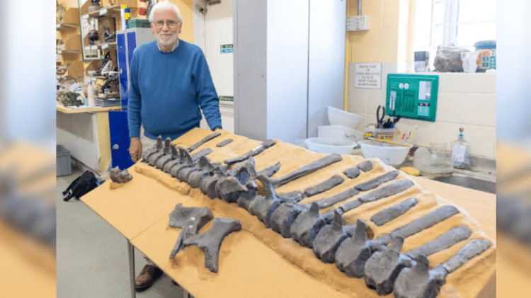 Espécie de dinossauro com 'vela' nas costas é encontrada na Inglaterra