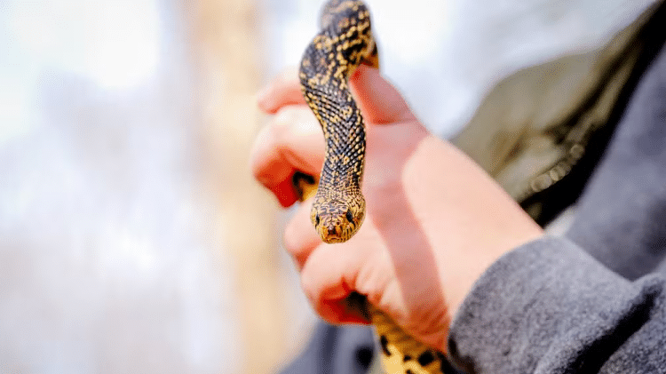 Zoológico utiliza esperma congelado para salvar cobra de extinção