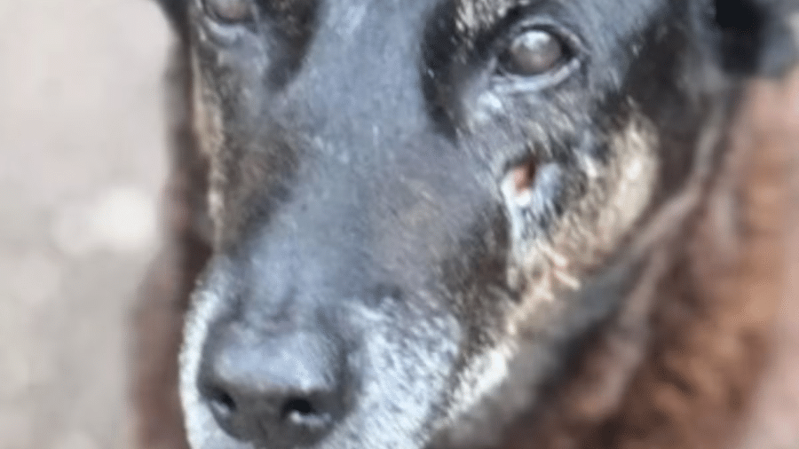 Cão Orelha não morreu por agressão de adolescentes, e MP pede arquivamento