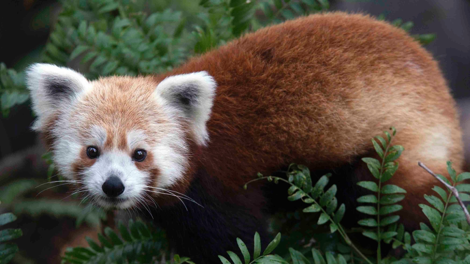 Ameaçado de extinção, panda vermelho é recuperado por zoo de Washington ...
