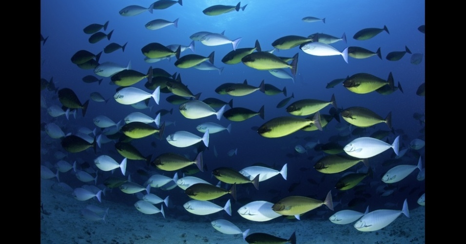 As cores deslumbrantes da vida marinha - Fotos - Meio Ambiente