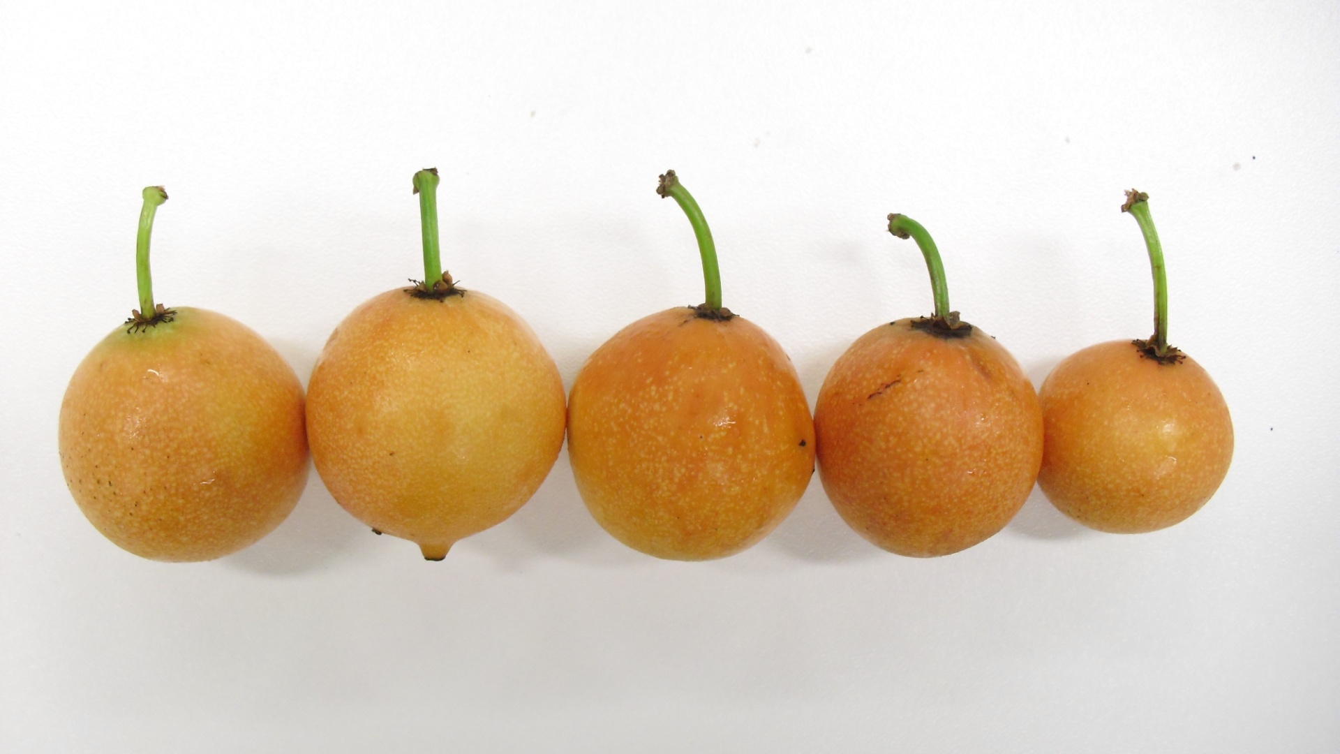 Fruta azeda da mata atlântica, cambuci ressurge em cachaça e comidas ...