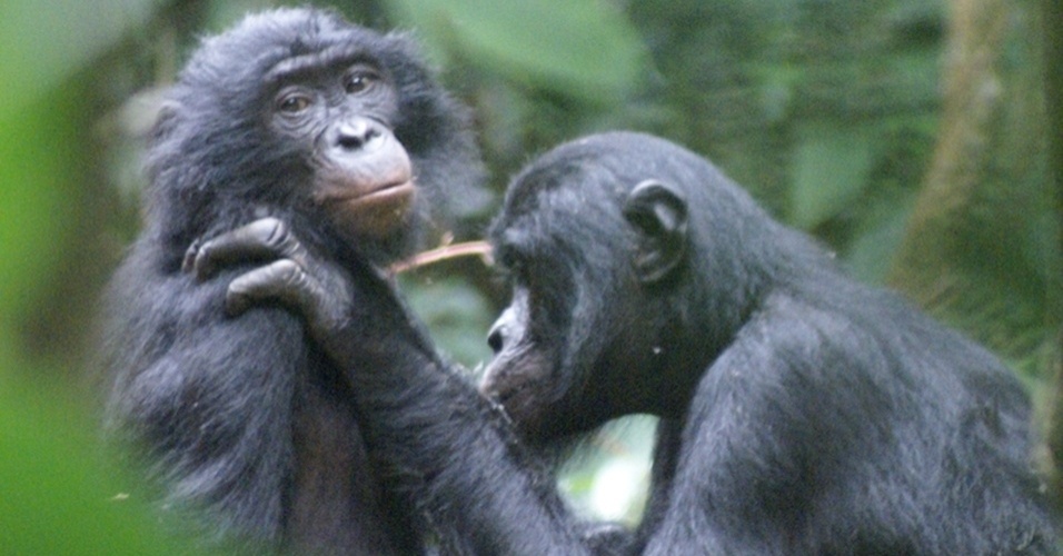 Fêmeas dos bonobos usam genitais para dominar os machos do grupo - 15 ...