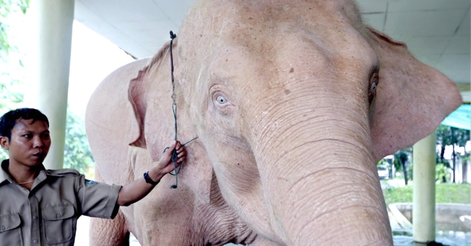Você já viu um elefante branco? - Fotos - UOL Notícias