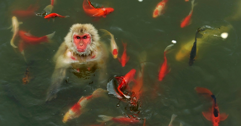 Peixes luminosos e mais bichos que foram destaque na semana - Fotos ...
