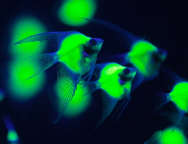 Peixes luminosos e mais bichos que foram destaque na semana - Fotos ...