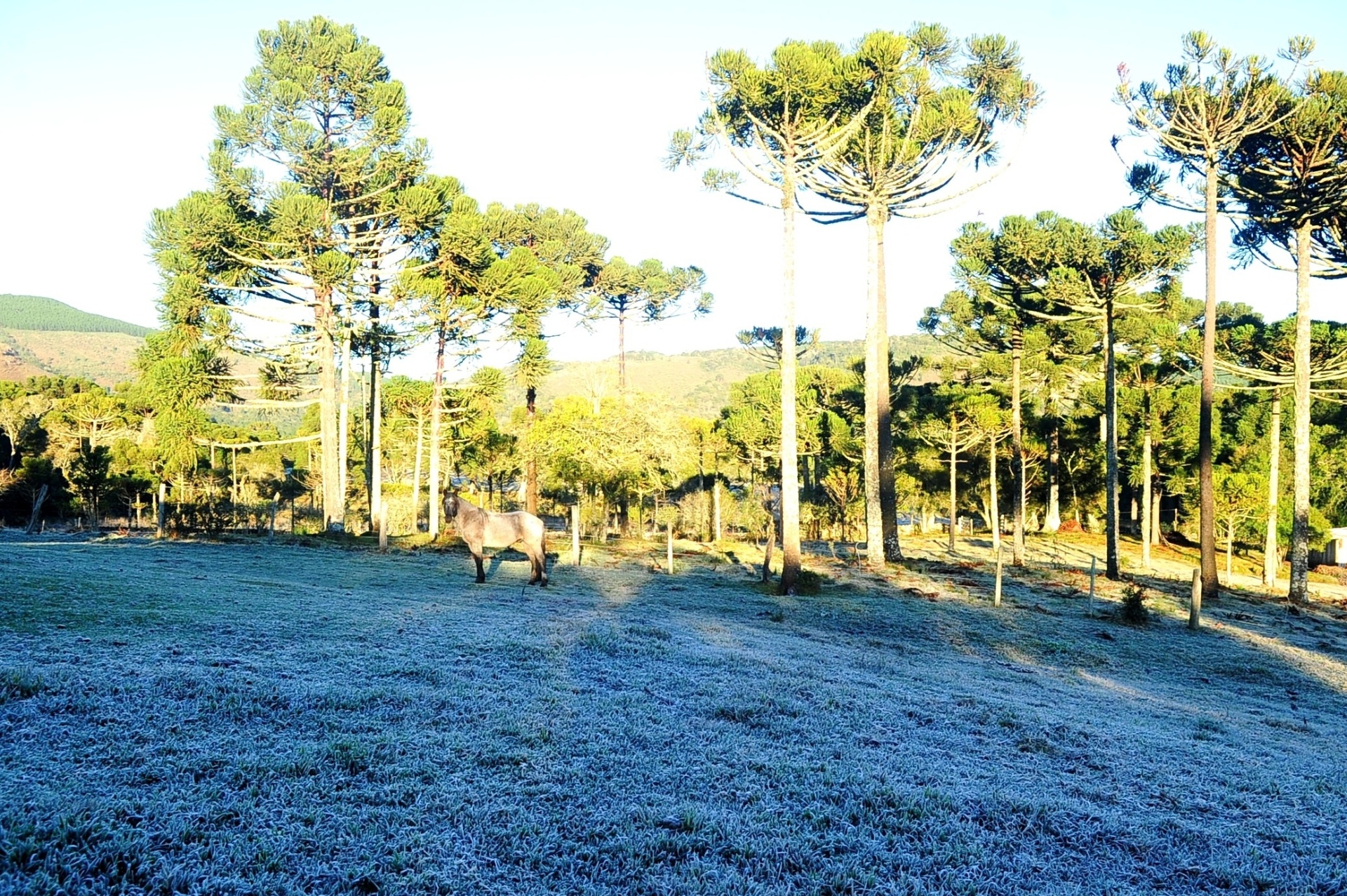 Fotos: Onda de frio pelo Brasil (TAGÁLBUM) - 24/07/2013 - UOL Notícias