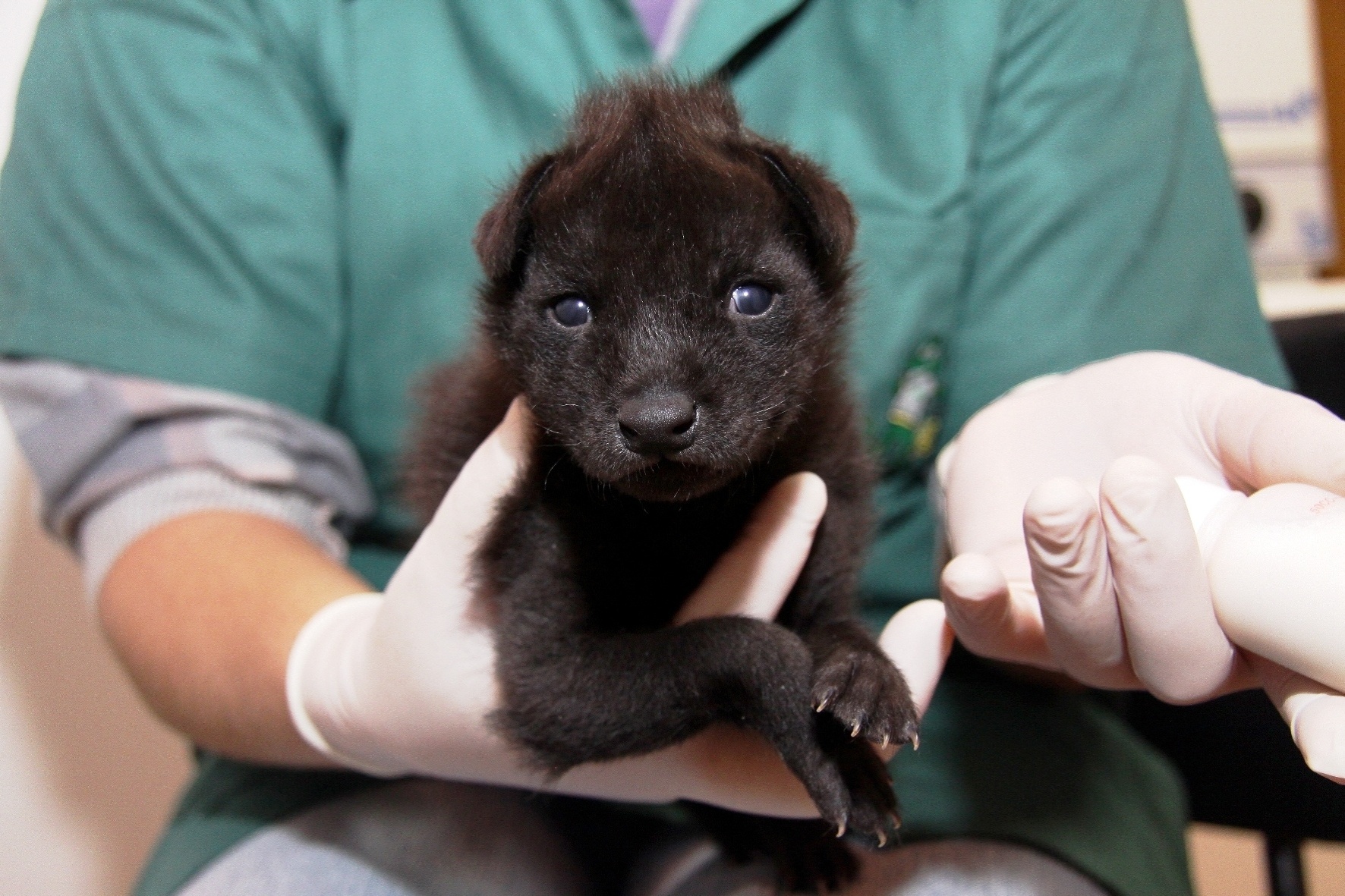 Fotos: Filhote de lobo-guará retirado da mãe é amamentado por cadela em ...
