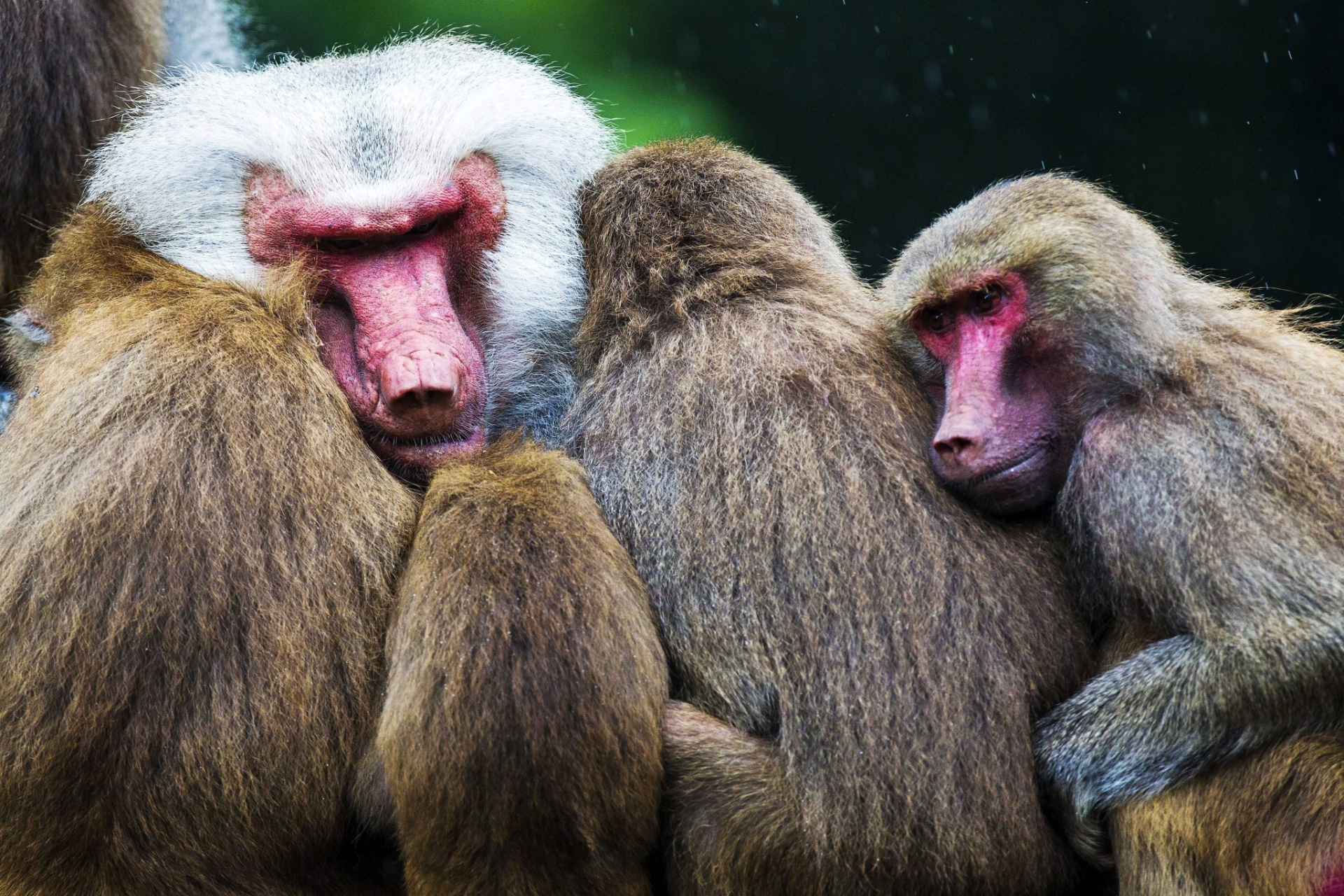 Fotos: Filhotes levantam patinhas e mais bichos da semana - 09/08/2013 ...
