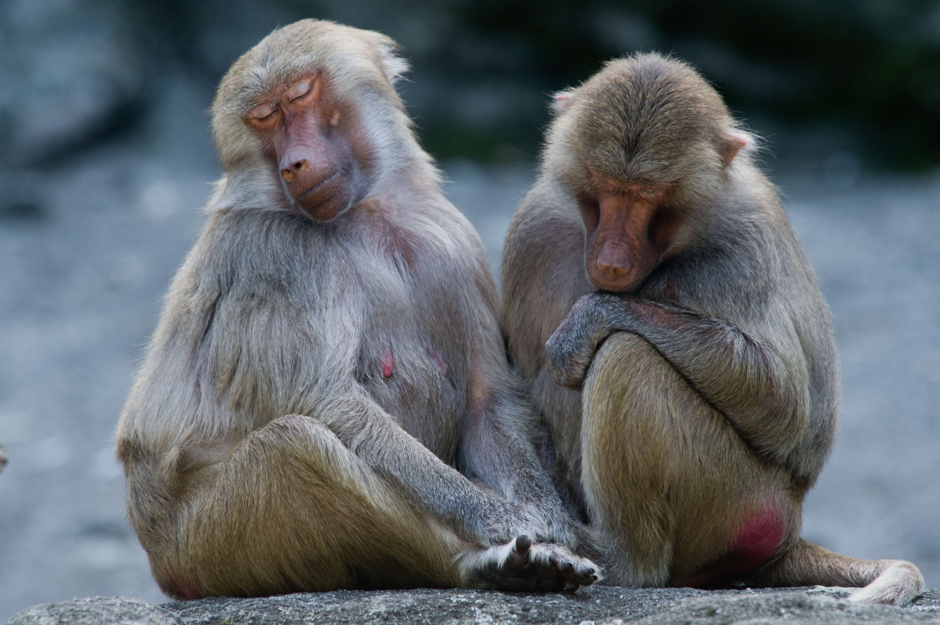 Fotos: Filhotes levantam patinhas e mais bichos da semana - 09/08/2013 ...