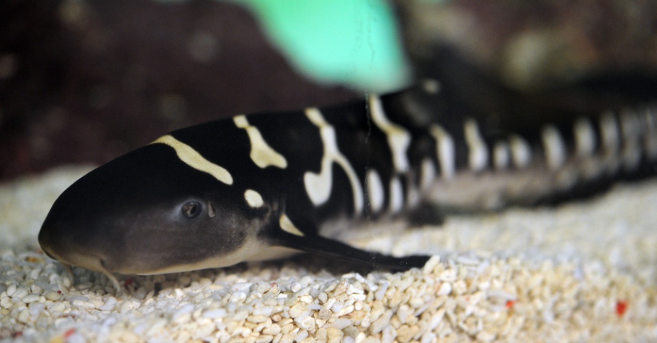 Nascimento de tubarão-zebra é filmado pela 1ª vez em aquário francês ...