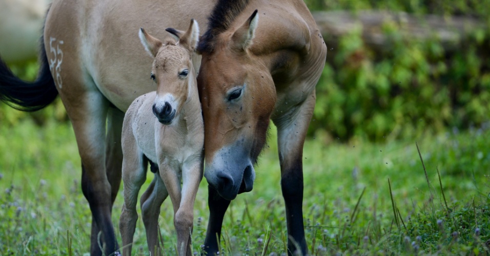 Escolha o bicho mais fofo - Fotos - UOL Notícias