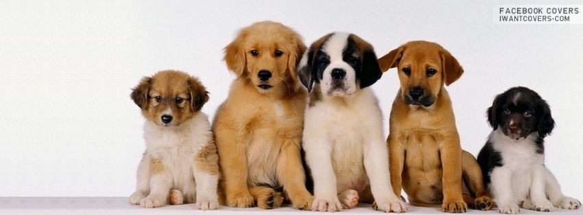 Fotos: Capas de cachorros para Facebook deixam seu perfil mais animado ...