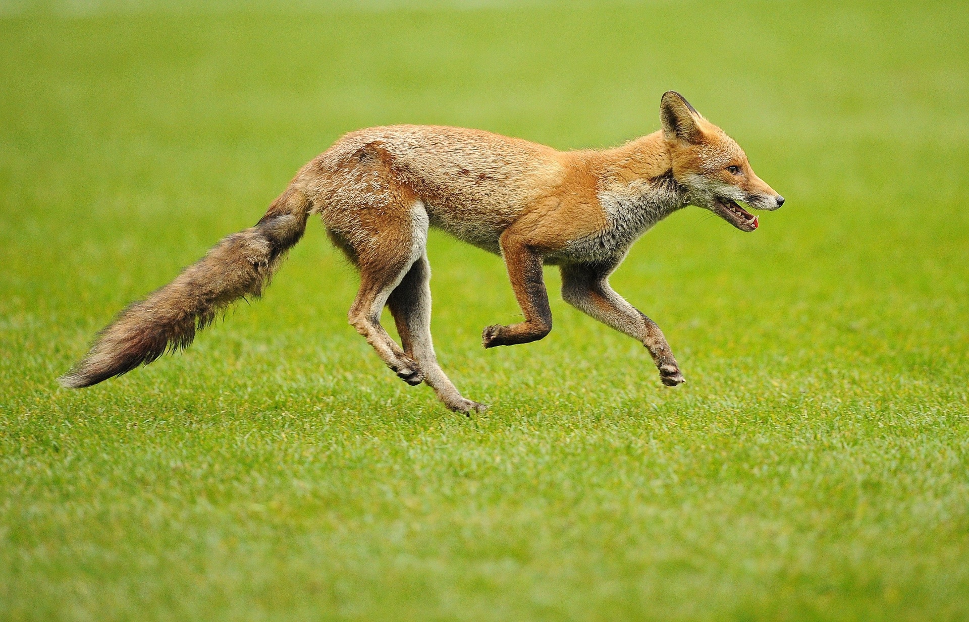 Cerca de dez mil raposas 'urbanas' vivem em Londres - 05/09/2013 - UOL ...