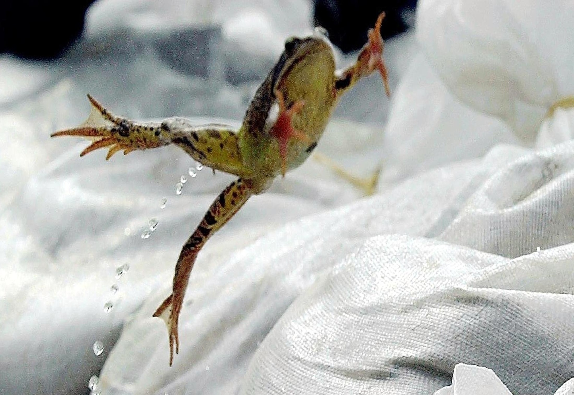 Fotos: Como um sapo conquistou o espaço - a história de uma foto na ...