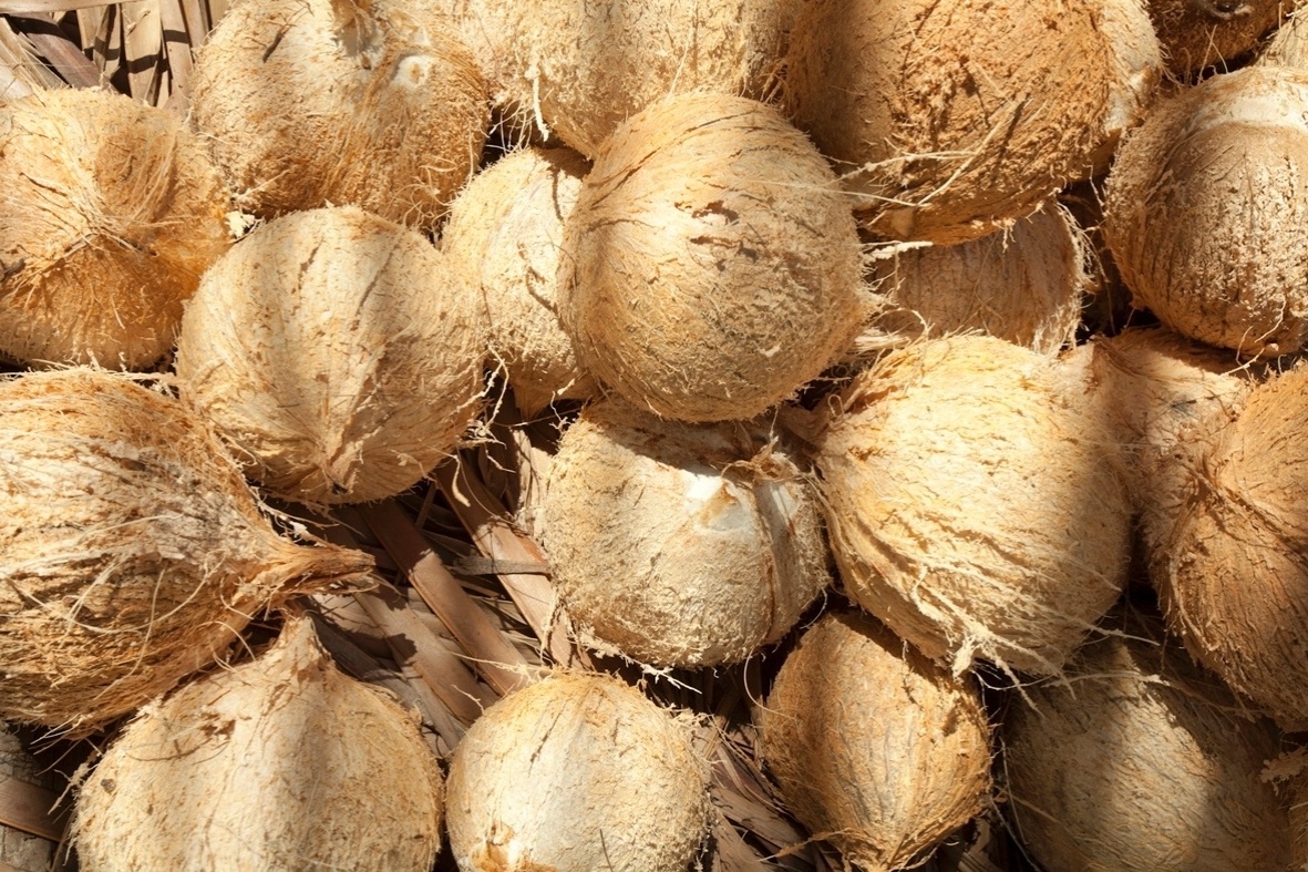 Fibra de coco da Bahia vira tapete contra deslizamento de terra - 19/09 ...