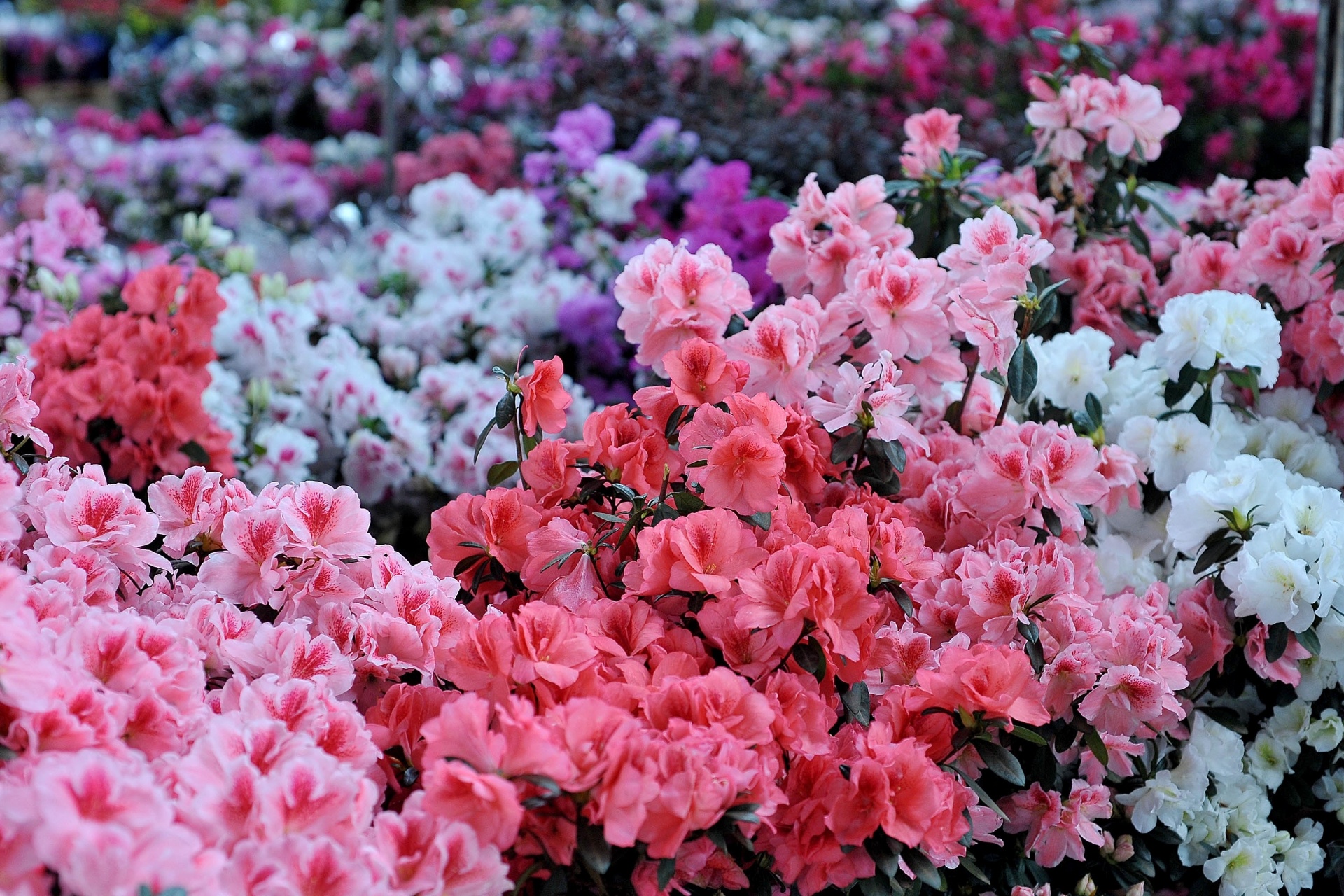 Surpresas da Primavera - 27/09/2013 - UOL Educação