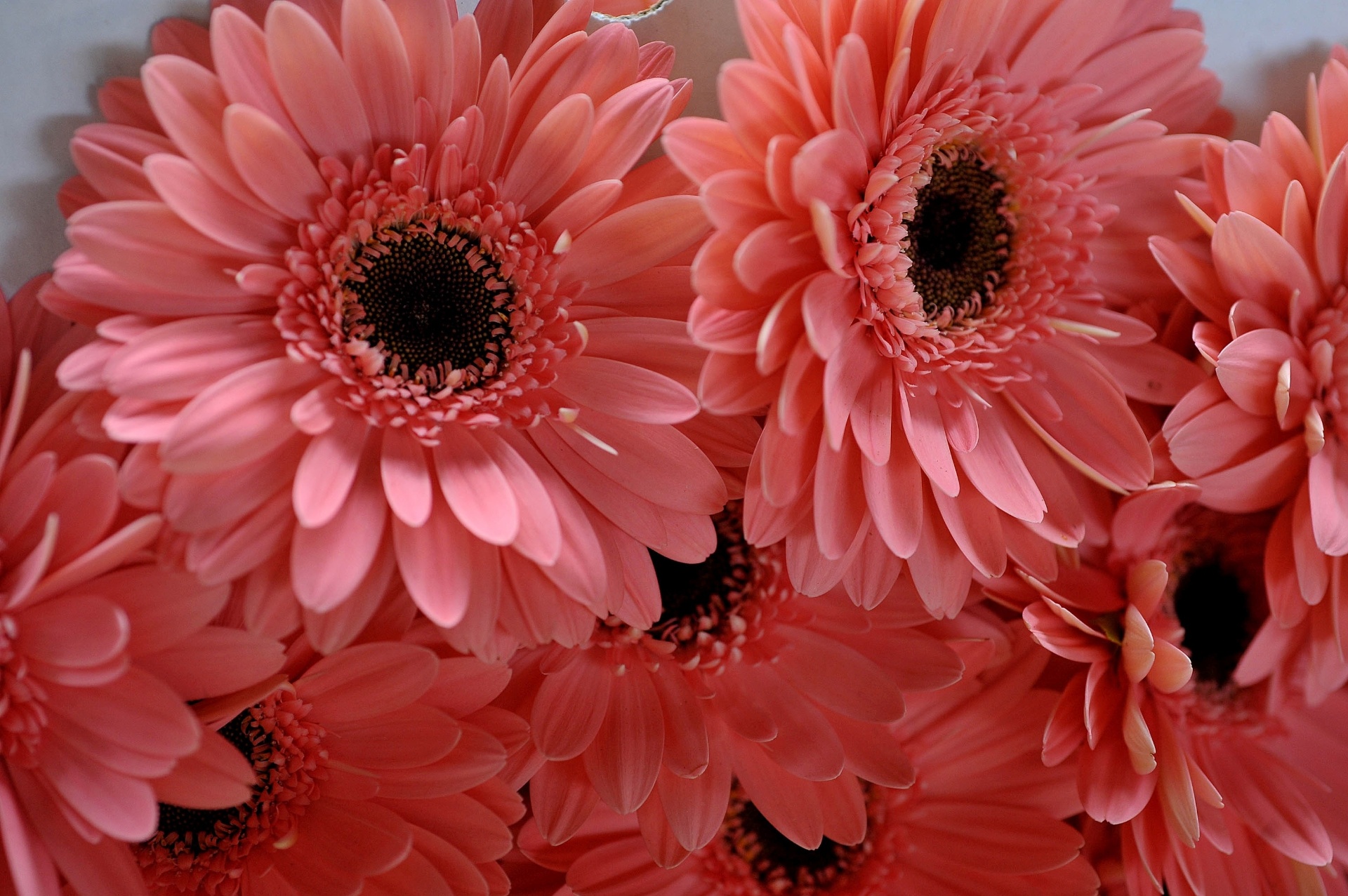 Surpresas da Primavera - 27/09/2013 - UOL Educação