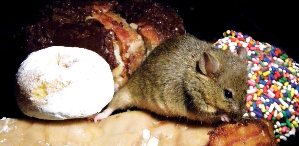 Pesquisa em ratos identifica neurônios que levam a comer ...