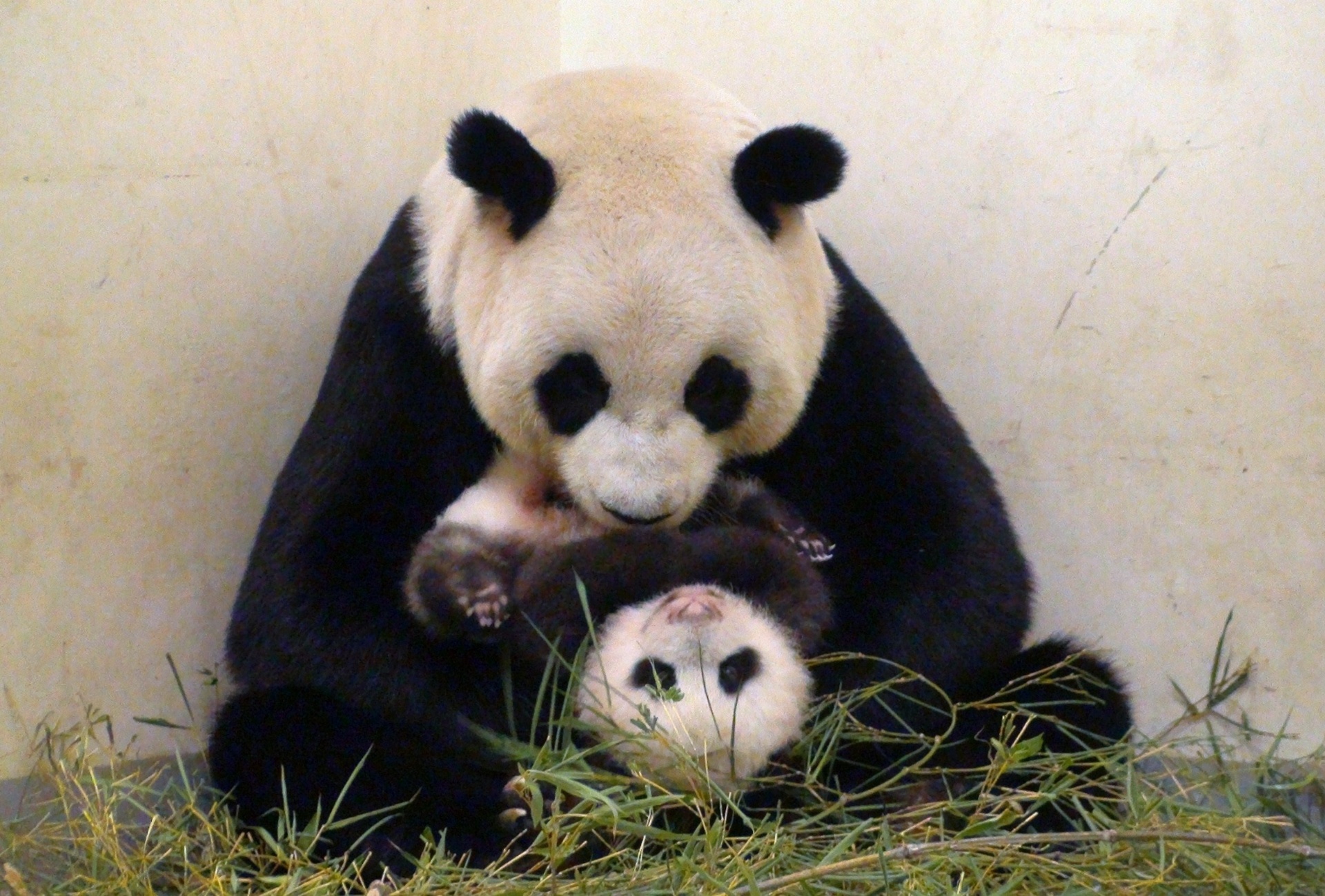 Fotos: Por inseminação artificial, nascem 14 pandas na China; confira ...