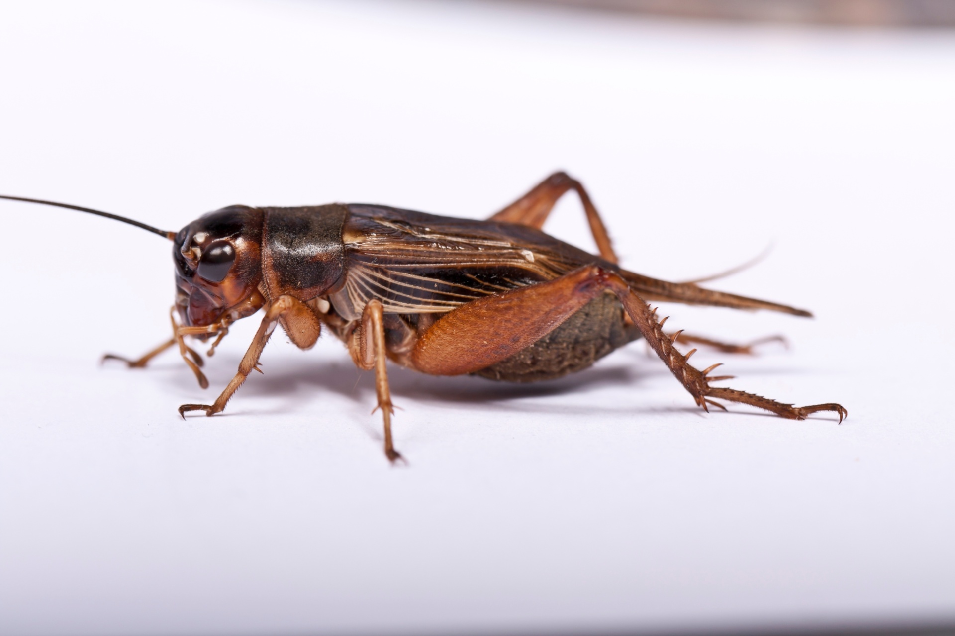 Insetos na alimentação: Eles podem ser comida do futuro e ajudar a ...