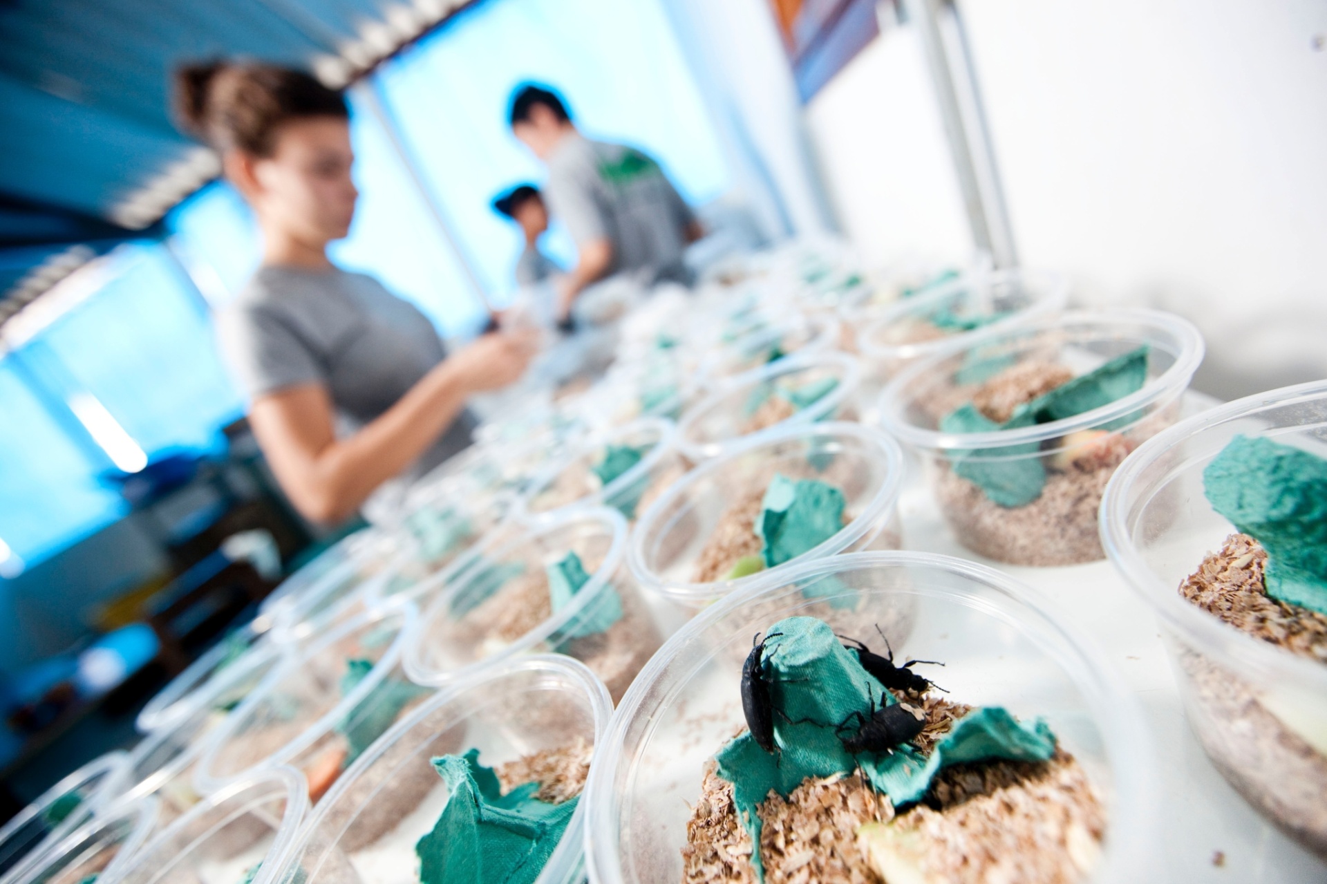 Insetos na alimentação: Eles podem ser comida do futuro e ajudar a ...