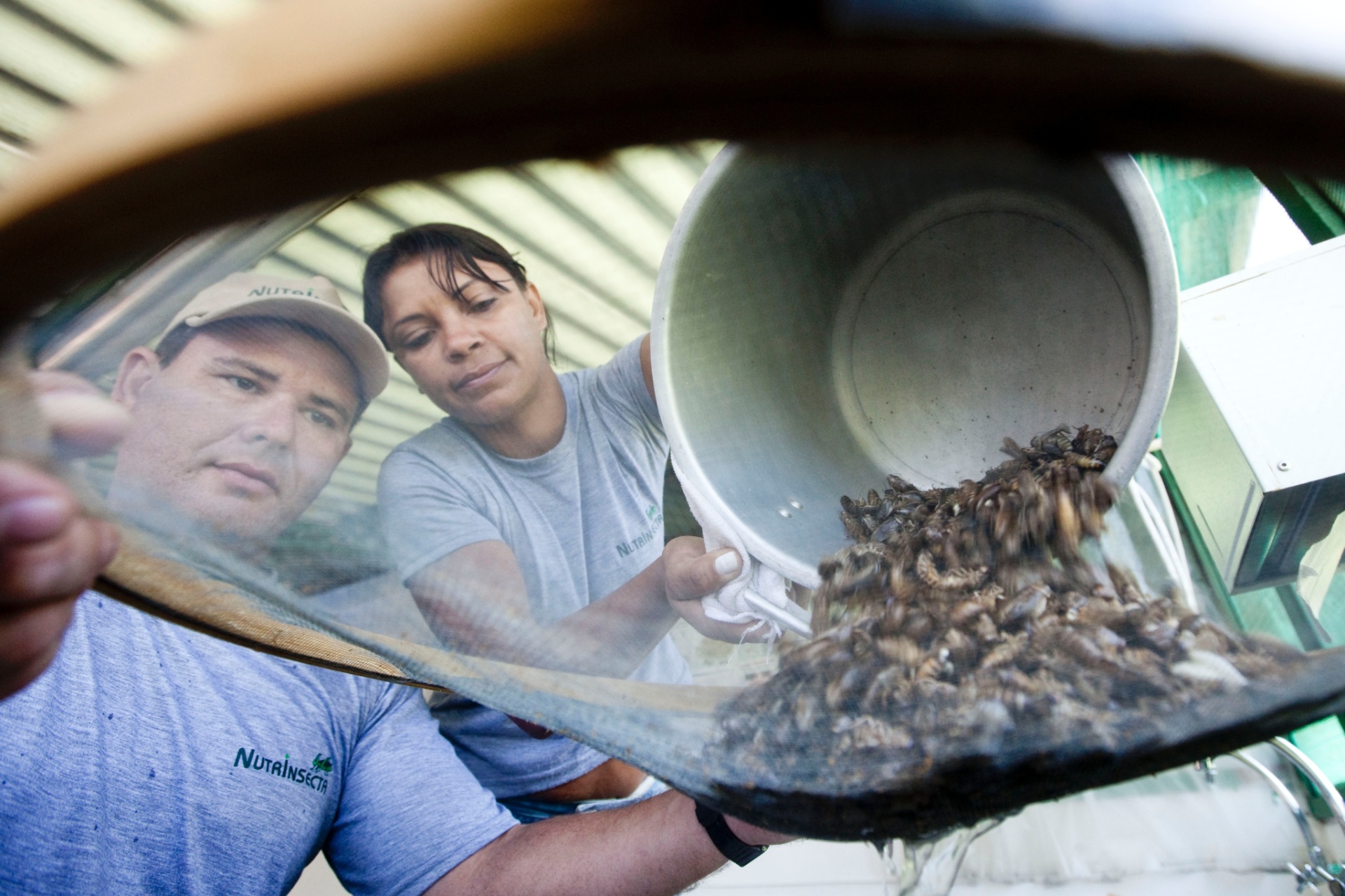 Insetos na alimentação: Eles podem ser comida do futuro e ajudar a ...