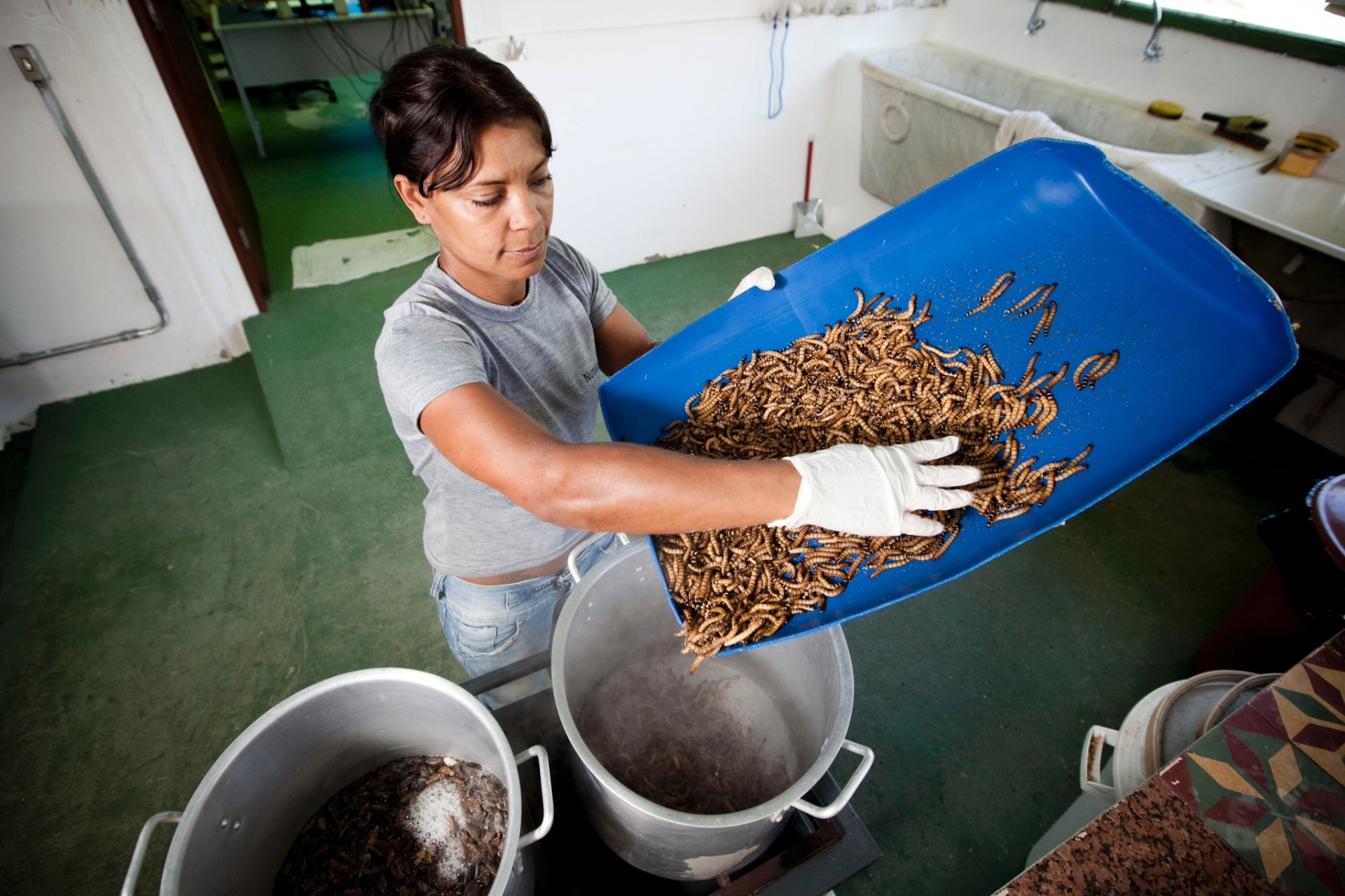 Insetos na alimentação: Eles podem ser comida do futuro e ajudar a ...