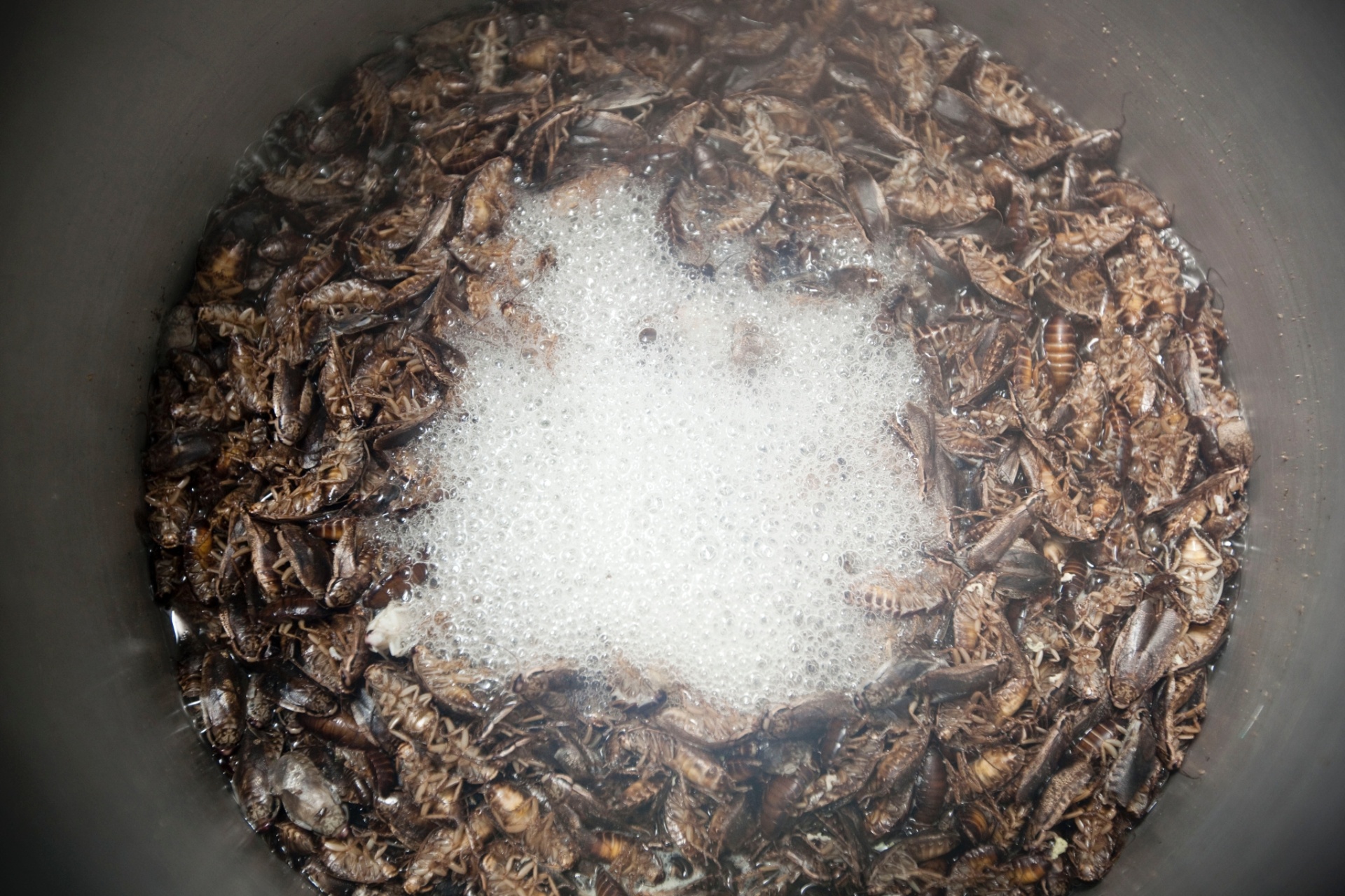 Insetos na alimentação: Eles podem ser comida do futuro e ajudar a ...