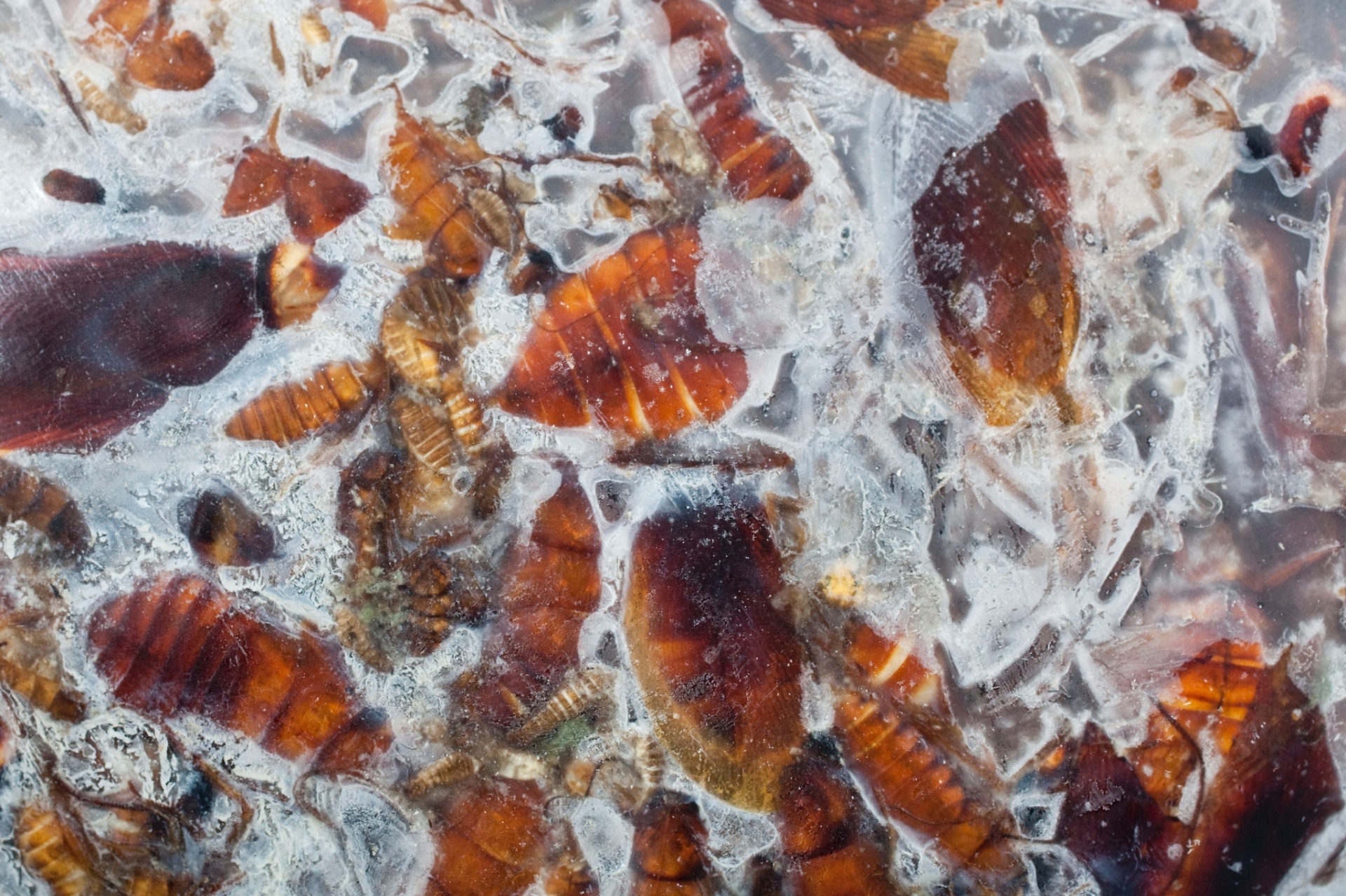 Insetos na alimentação: Eles podem ser comida do futuro e ajudar a ...