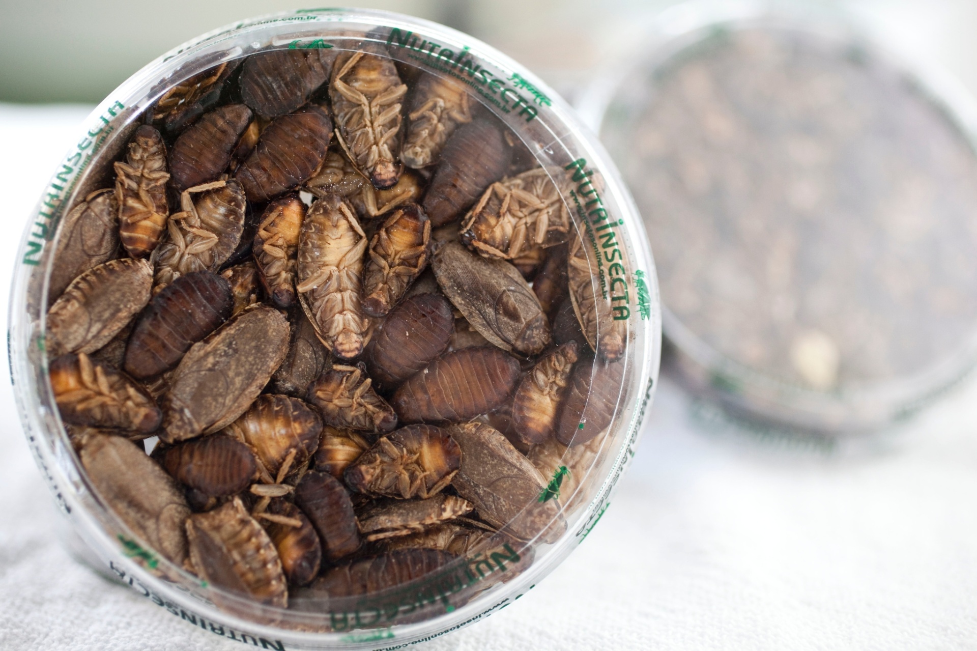 Insetos na alimentação: Eles podem ser comida do futuro e ajudar a ...