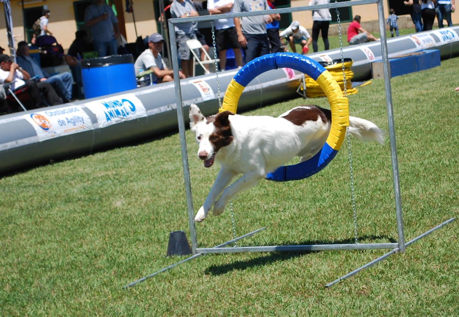 Fotos: Cães viram atletas em torneio realizado em Itu - 06/10/2013 ...