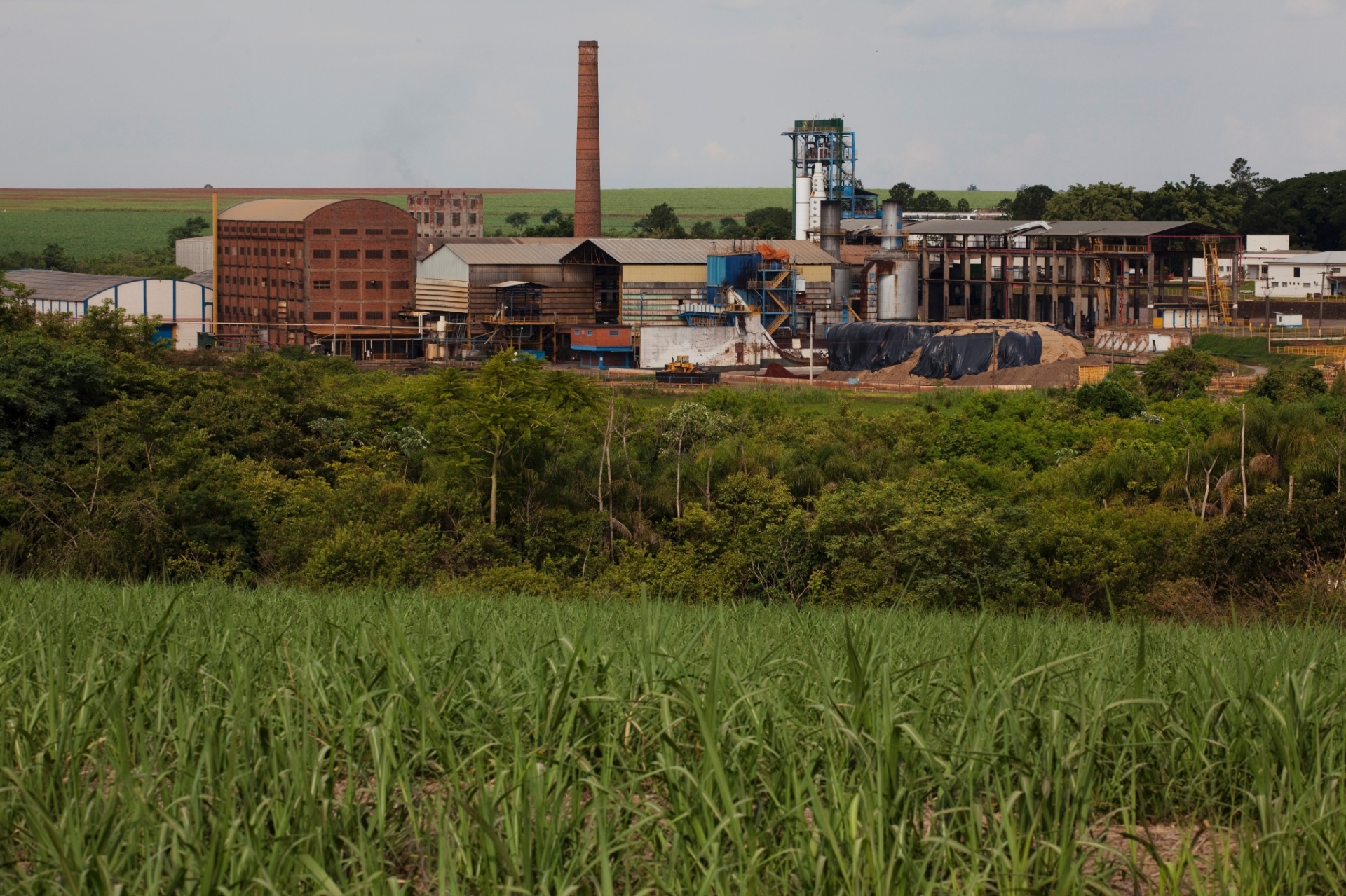 Planta que atinge seis metros em 120 dias é promessa na produção de ...
