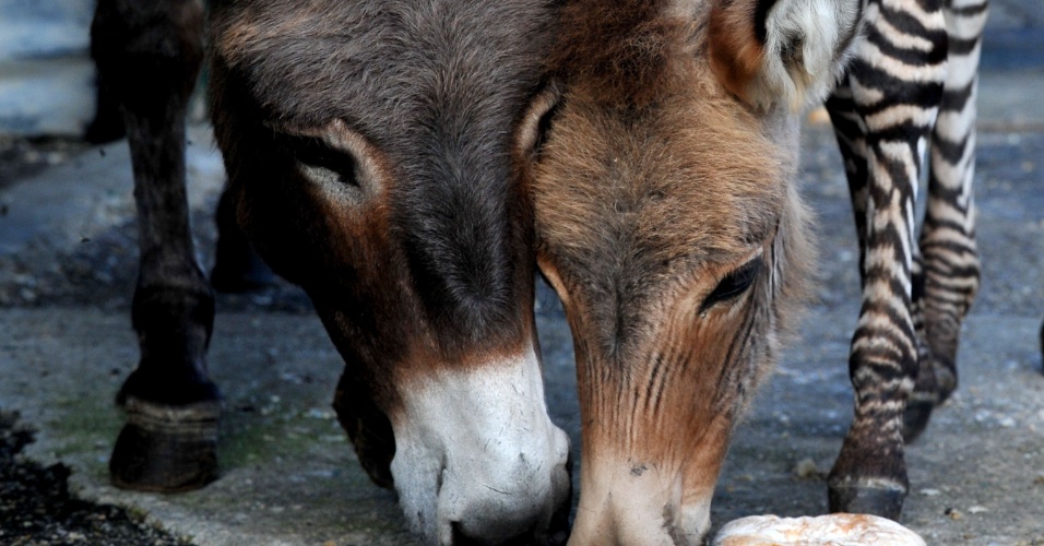Bichos que foram notícia na semana - Fotos - UOL Notícias