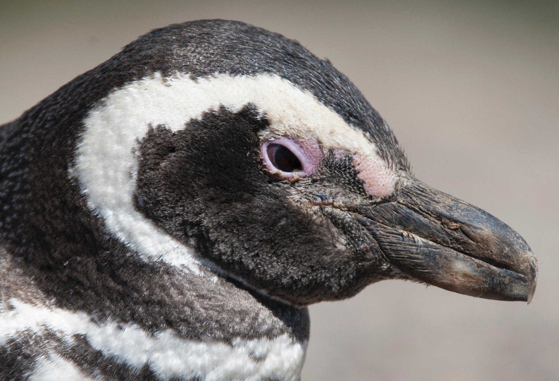 Fotos: Imagens do dia - 20 de outubro de 2013 - 20/10/2013 - UOL Notícias
